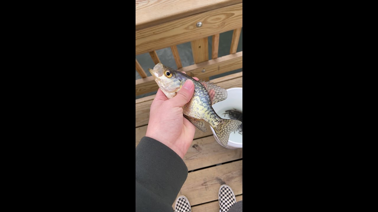 Spring Panfish Fishing MN 2020 - YouTube