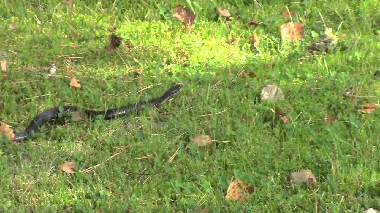 Sneaky little snake came to say "Hello" - YouTube