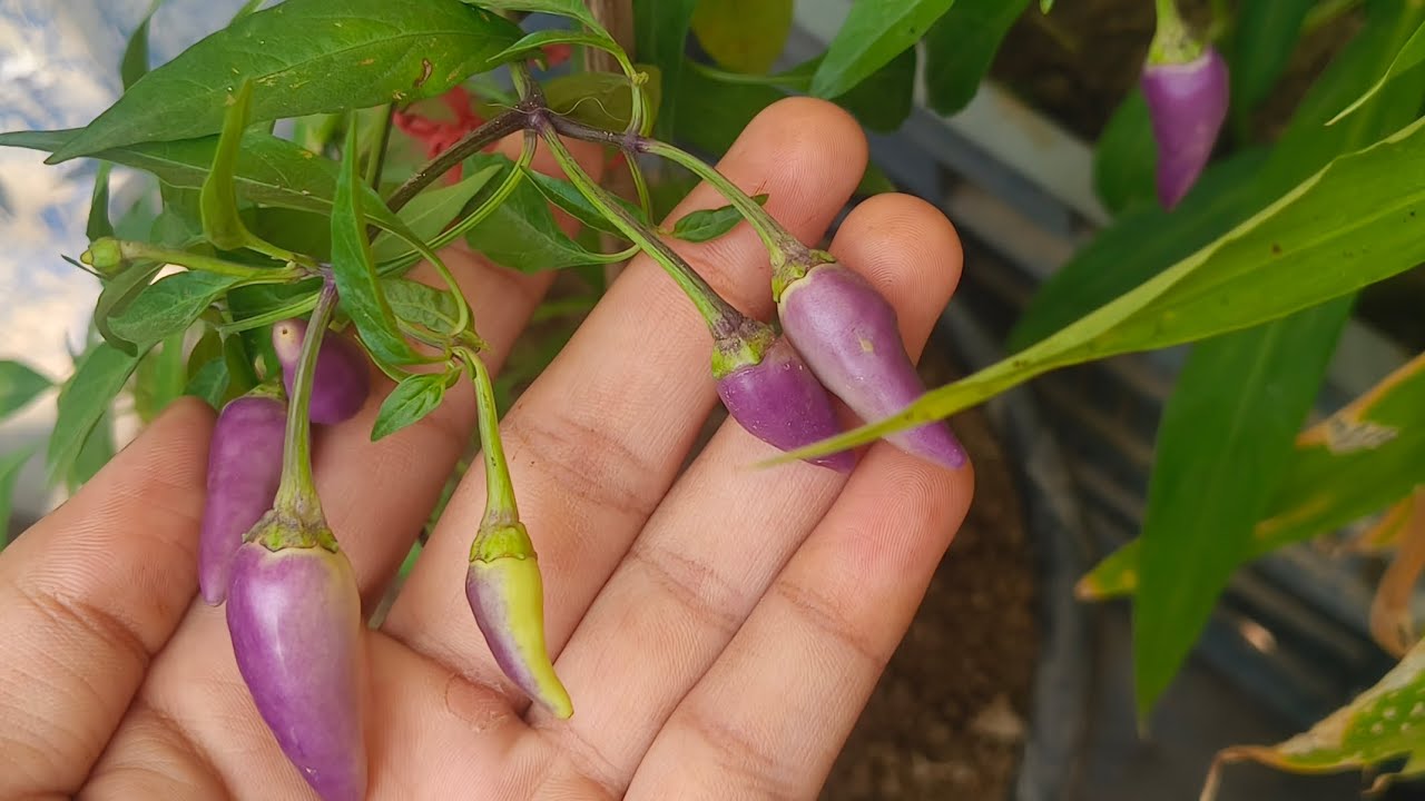 @baigani colour chilli plant#and others colour chilli plant 👍👍 - YouTube