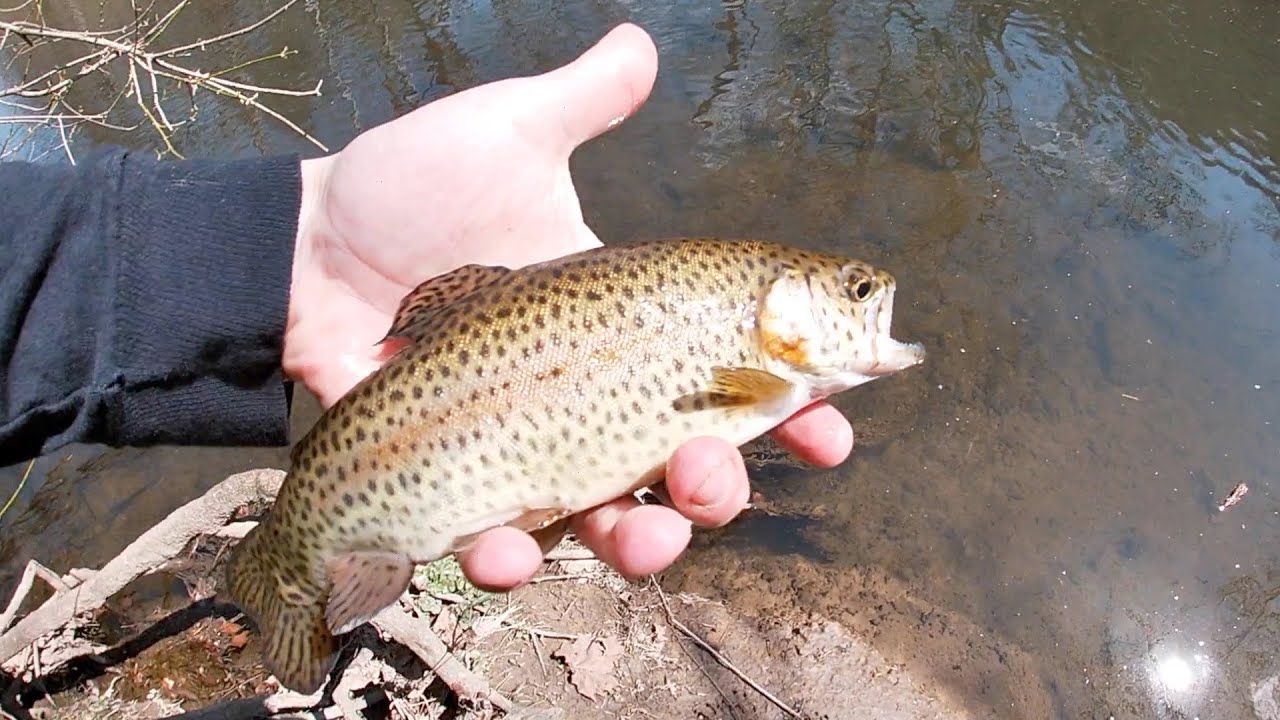 Creek Fishing for STOCKED TROUT in Pennsylvania - YouTube