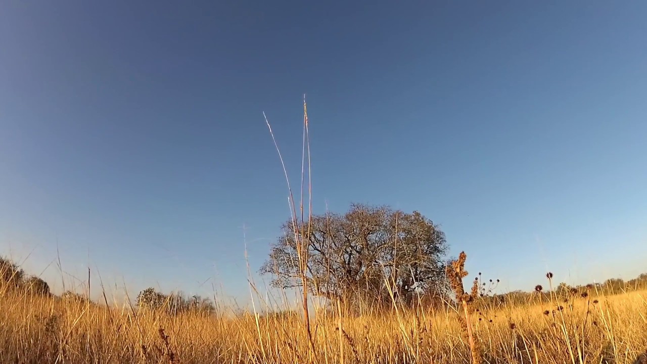 Dove hunting 2017/Caceria de huilotas 2017 - YouTube