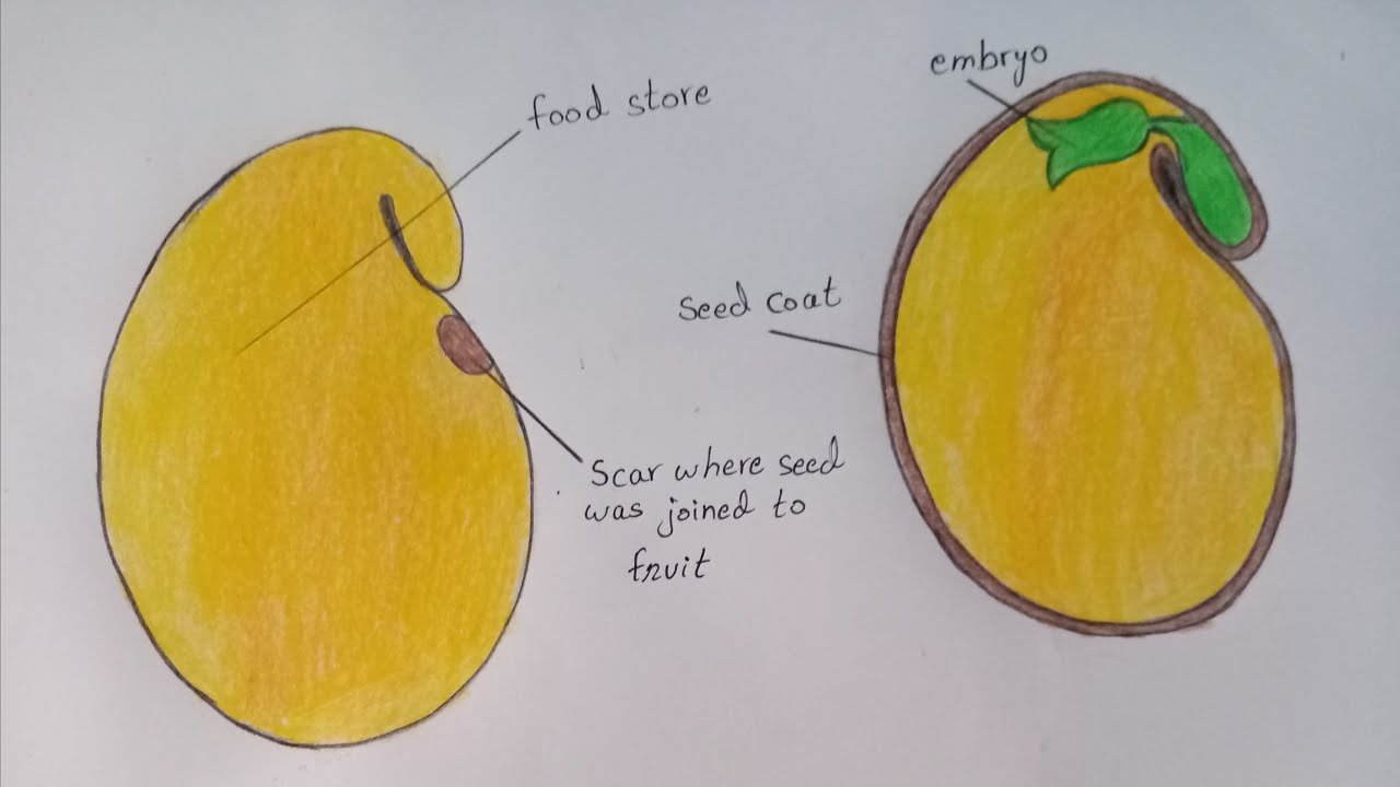 Structure of bean seed | How to draw structure of bean seed | plant ...