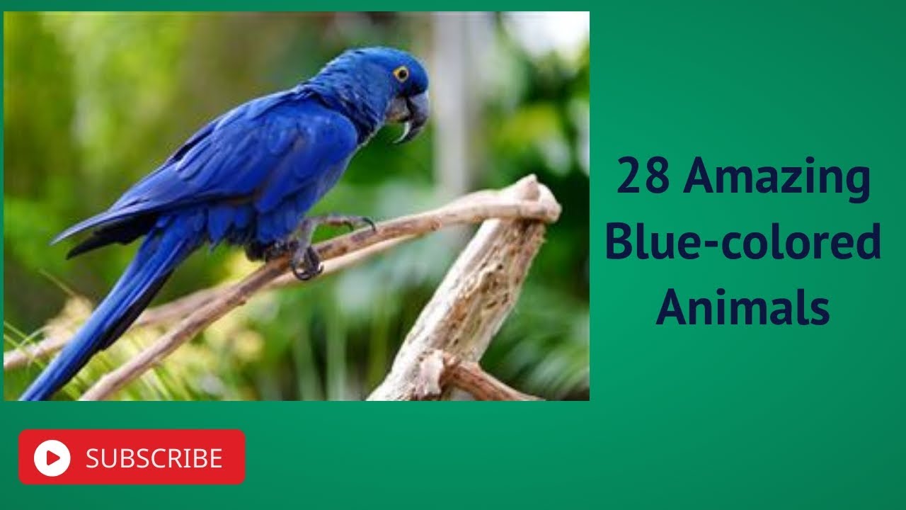 28 Amazing Blue colored Animals1 - YouTube