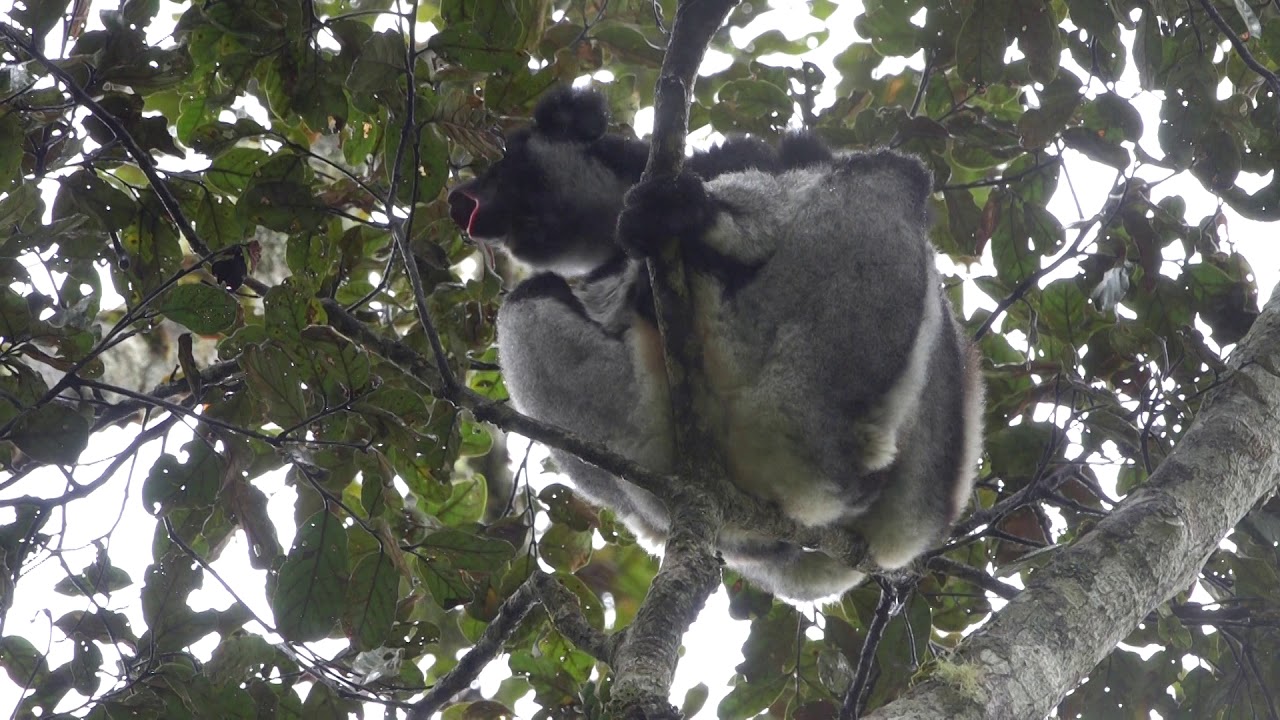 indri call - YouTube