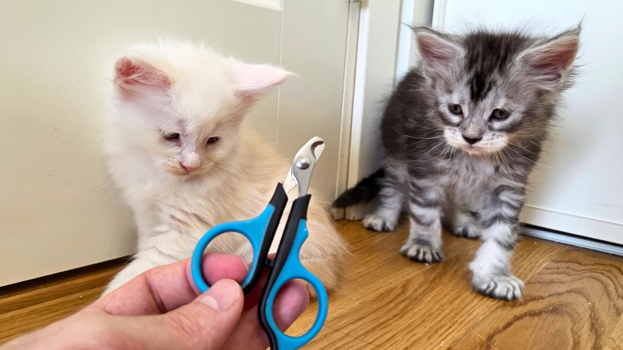 Let's Trim 70 Kitten Claws! - YouTube
