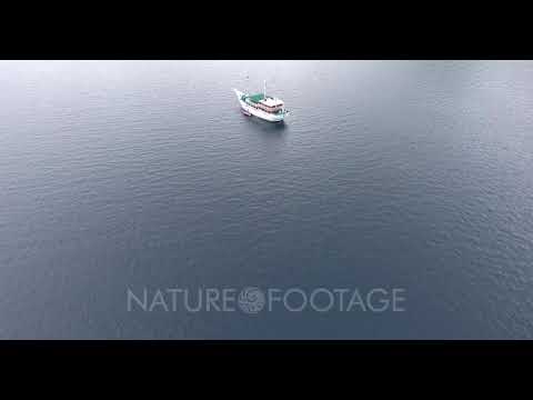 NatureFootage Stock Video