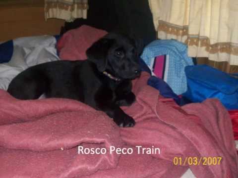 Rosco Peco Train - YouTube