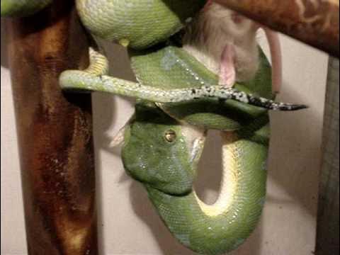 Green Tree Python Eating - YouTube