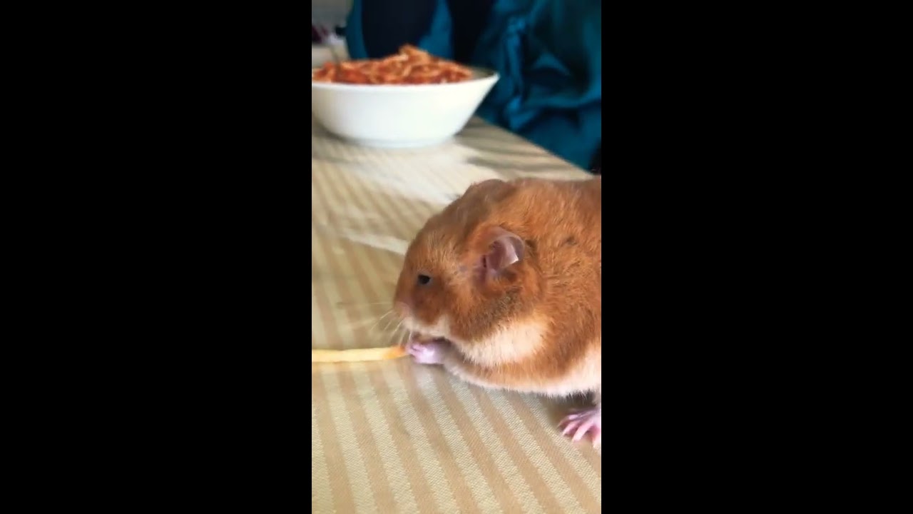 Hamster eating spaghetti - YouTube