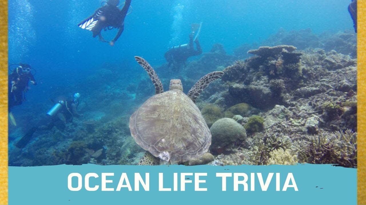 OCEAN LIFE TRIVIA FOR ALL AGES - 15 Questions - YouTube