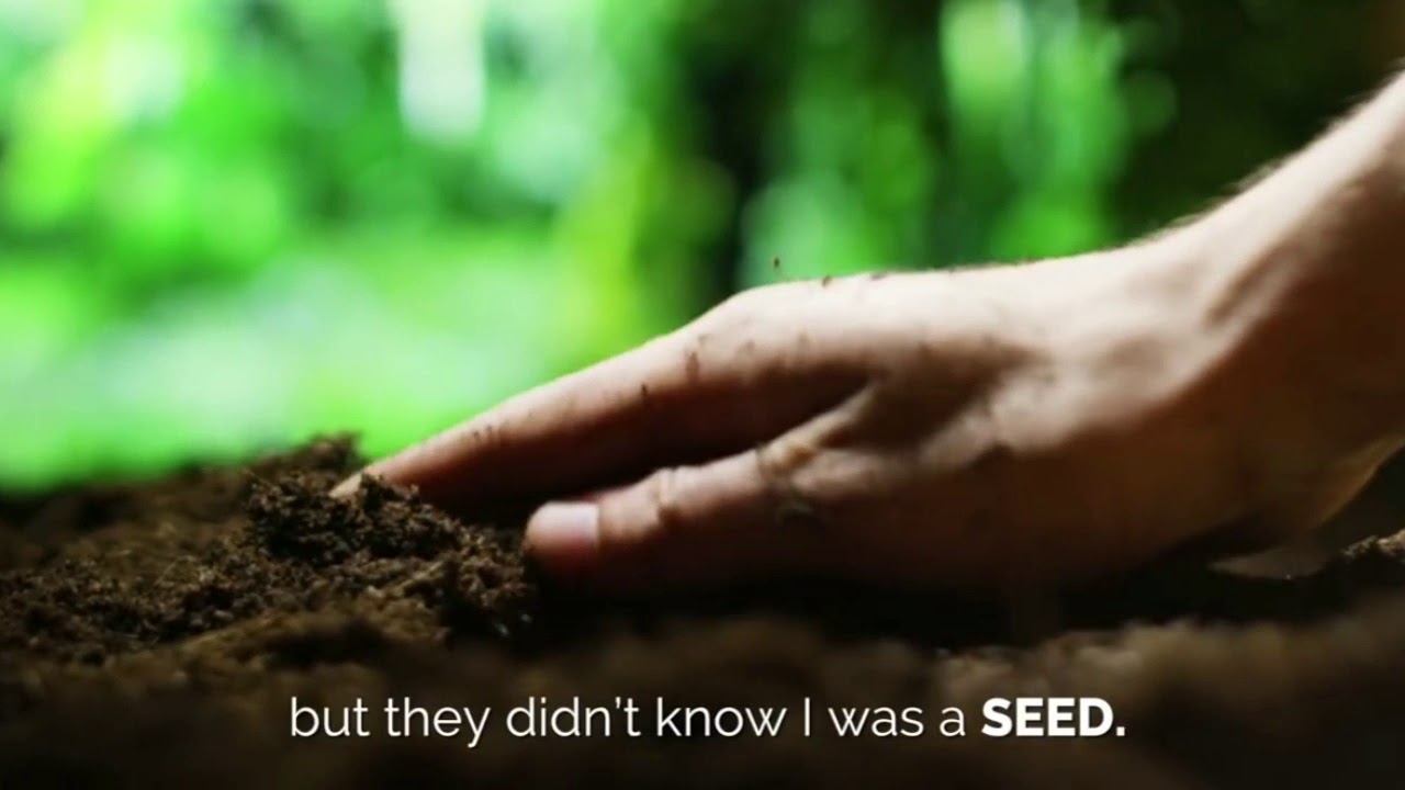 Motivational Video of Seed Growing & our life - YouTube