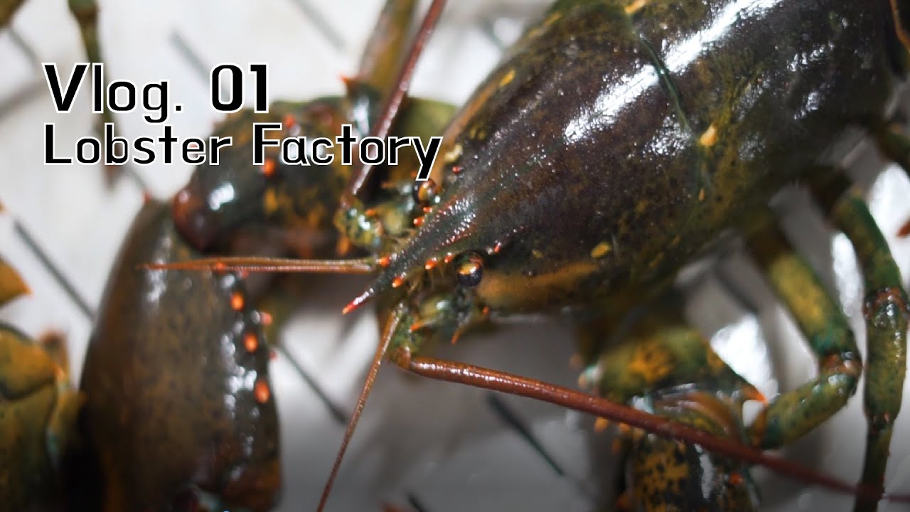 Vlog in Halifax, Lobster Factory Tour - YouTube