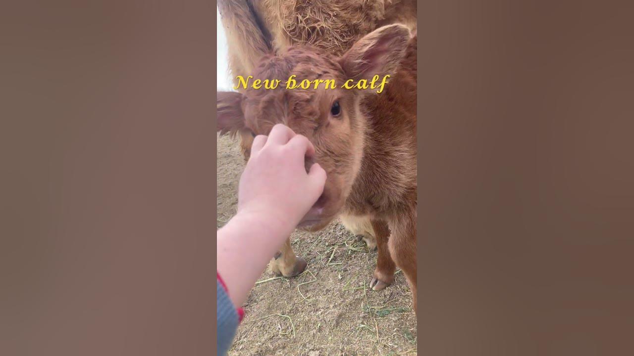 𝓣𝓱𝓮 𝓬𝓪𝓵𝓯 𝔀𝓪𝓼 𝓫𝓸𝓻𝓷 𝔂𝓮𝓼𝓽𝓮𝓻𝓭𝓪𝔂 - YouTube