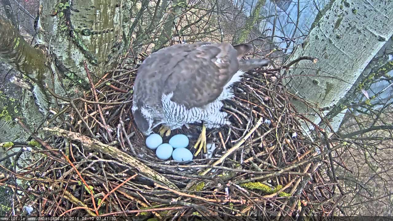 Goshawk Riga 2016 04 10 Margo with feather - YouTube