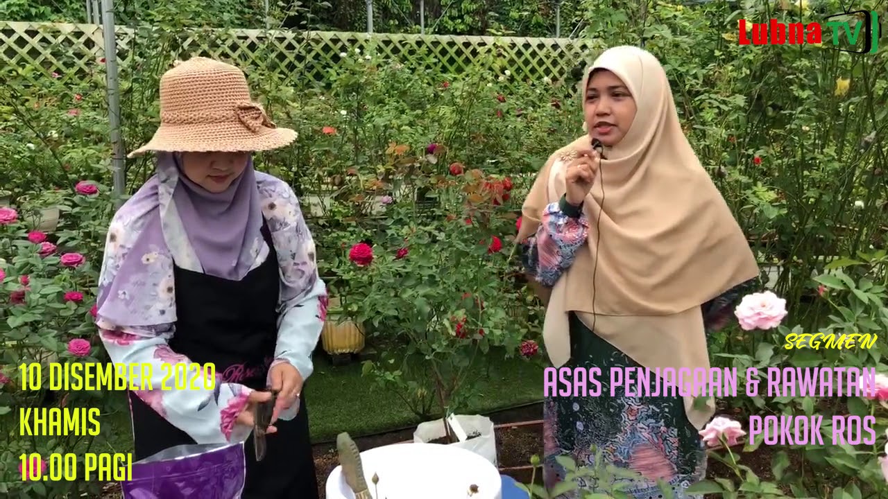 Jom tengok "behind the scene" segmen Penjagaan dan Rawatan Pokok Ros di ...