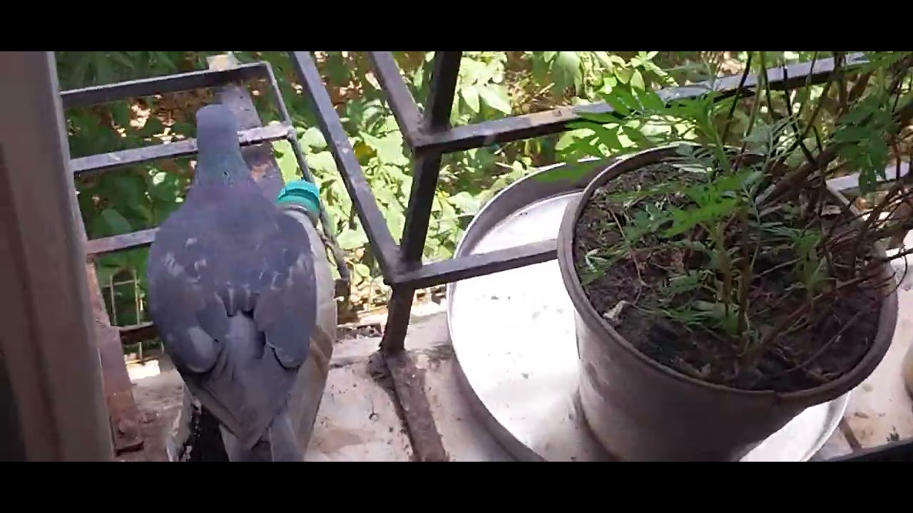 Pigeon playing 🐦 🐦‍⬛ - YouTube