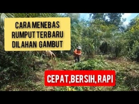 CARA MENEBAS RUMPUT DI LAHAN GAMBUT#short - YouTube