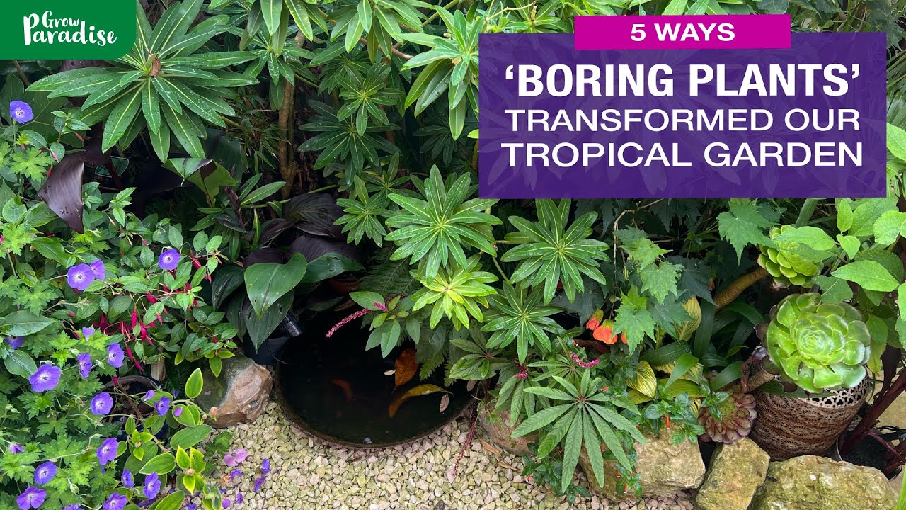 5 ways 'BORING PLANTS' transform TROPICAL GARDENS - YouTube