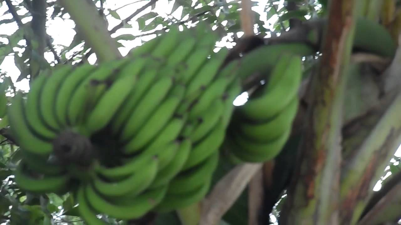 belo cacho de banana caturra verde. - YouTube