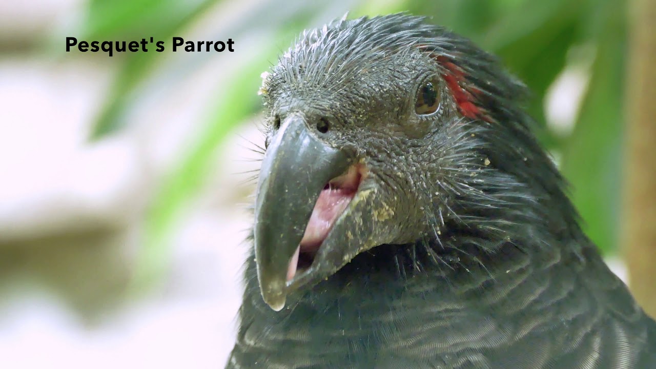 Pesquet's Parrot♂ - YouTube