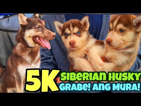GRABE! 5K LANG MAY SIBERIAN HUSKY KA NA! | BAGSAK PRESYONG PUPPIES SA ...