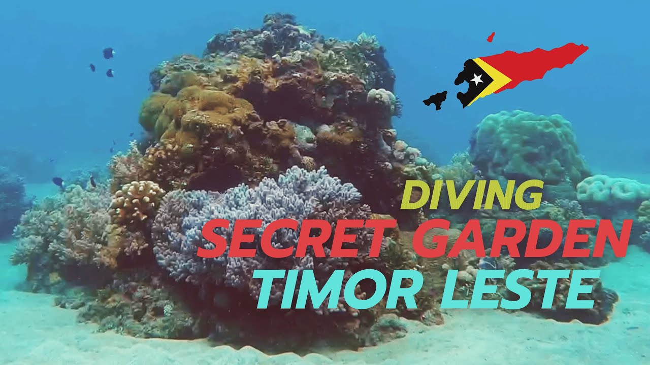 Diving Secret Garden, Timor Leste - YouTube