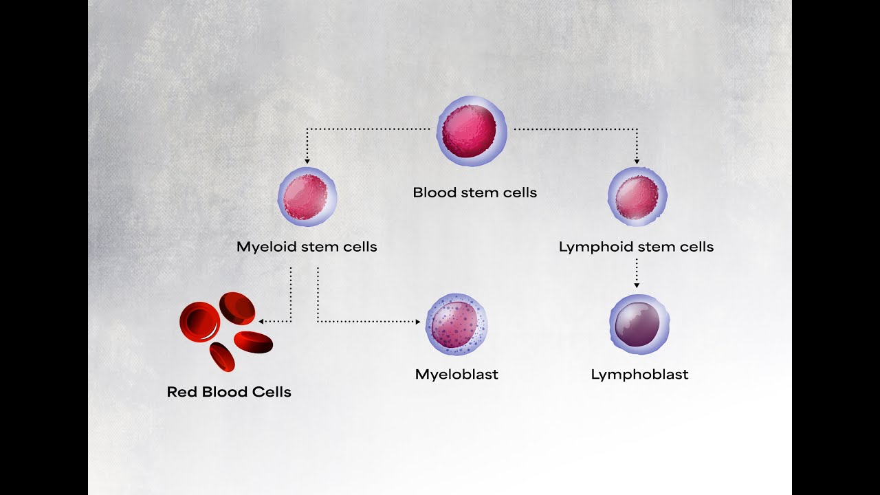 New Insights into How Blood Cells are Produced - YouTube