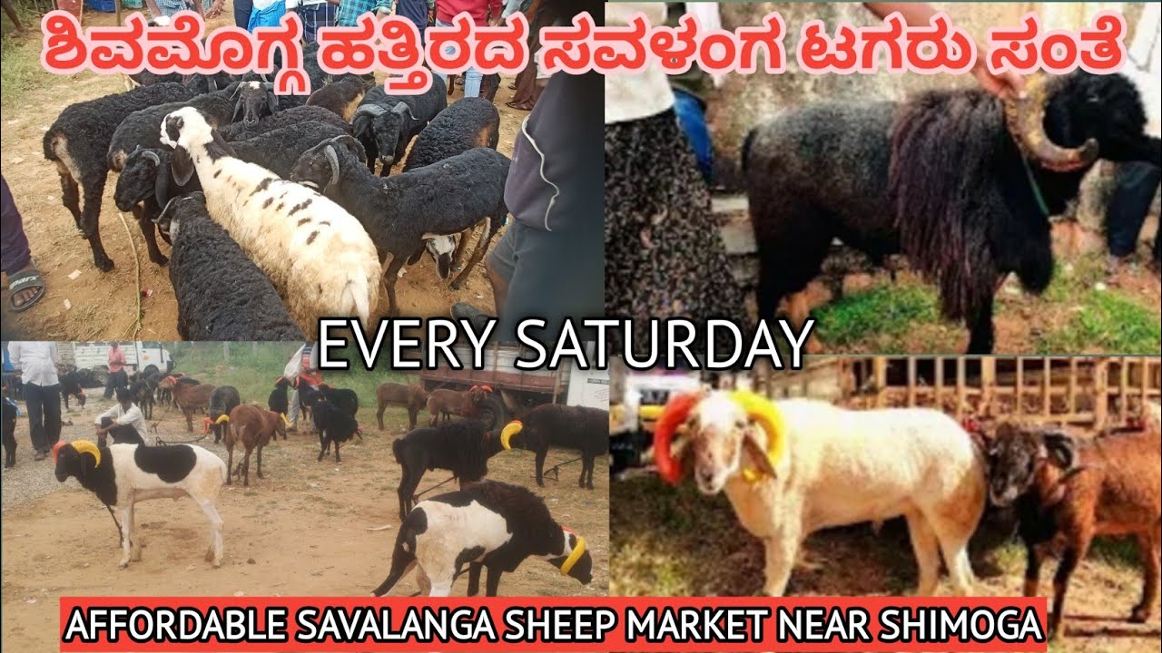 Savalanga Sheep Market near Shimoga || ಸವಳಂಗ ಕುರಿ ಮಾರುಕಟ್ಟೆ - YouTube