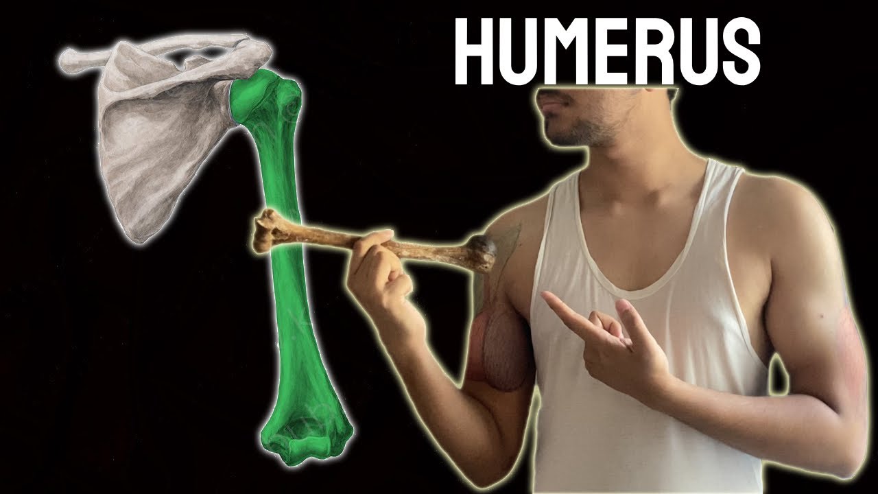 Humerus Bone - Anatomical Position, Side determination, Features and ...