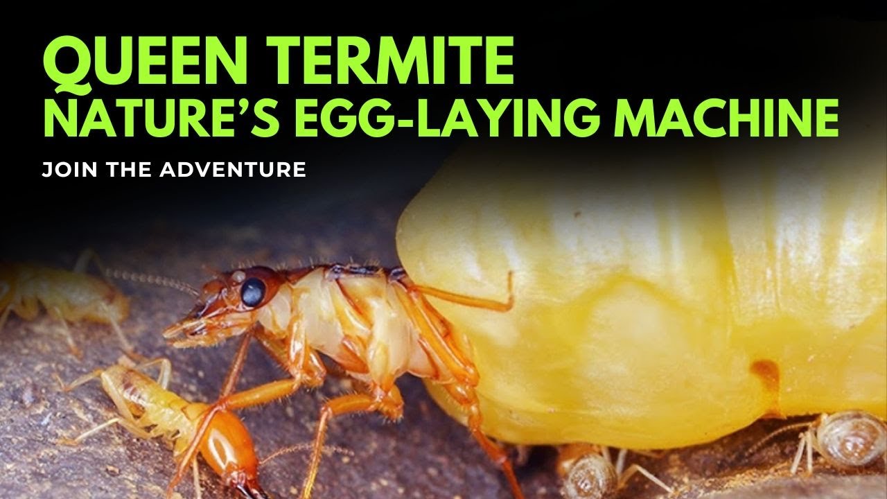 Queen Termite Documentary | The Egg-Laying Machine That Builds Empires ...