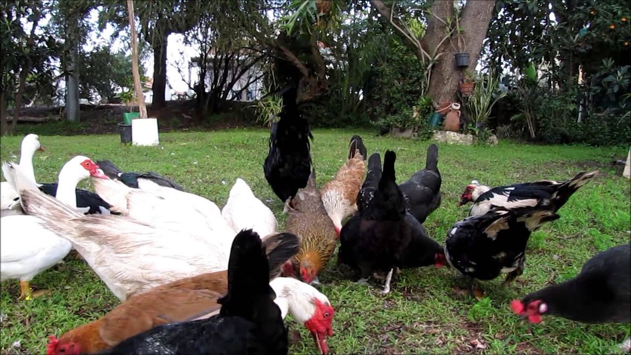 Harlem Shake Freedom Chickens - YouTube