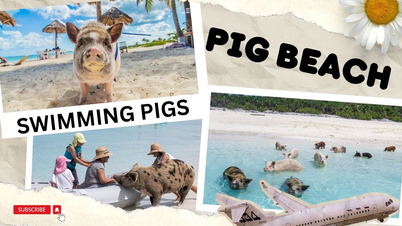 The Pig Beach - A paradise of swimming pigs - YouTube