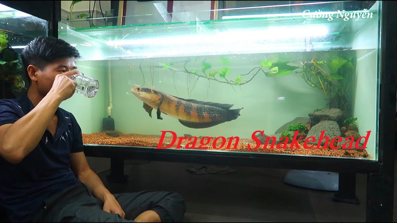 Monster Fish - Dragon Snakehead Fish - Channa Red Pangkalanbun - YouTube