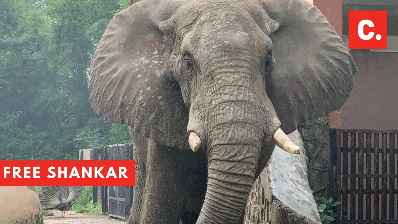 Free Elephant Shankar from Solitary Confinement in Delhi Zoo | Change ...