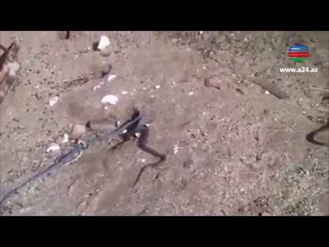 Bakıda ilanlar adası\\в Баку остров змей