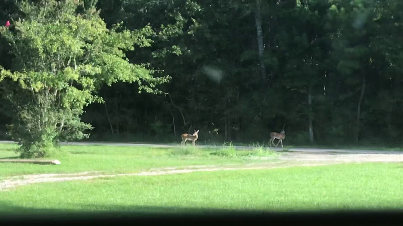 Seeing some deer outside the window - YouTube