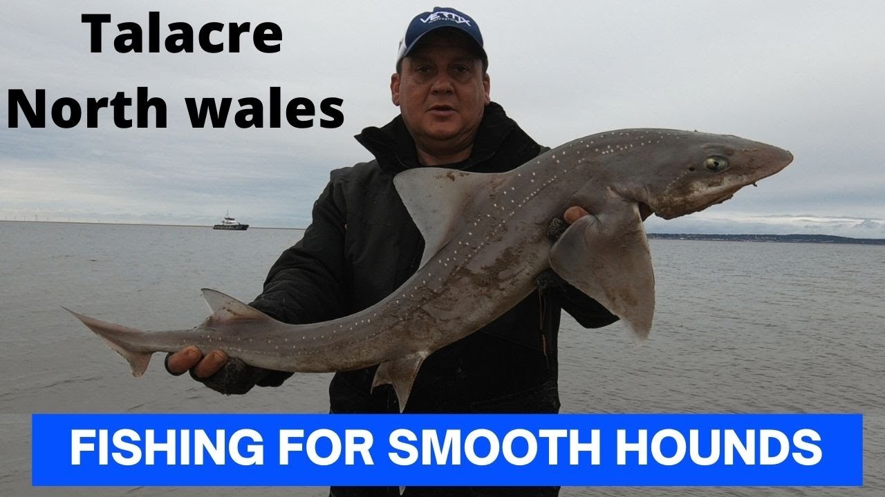 Smooth hound fishing 🐟 talacre north wales. - YouTube