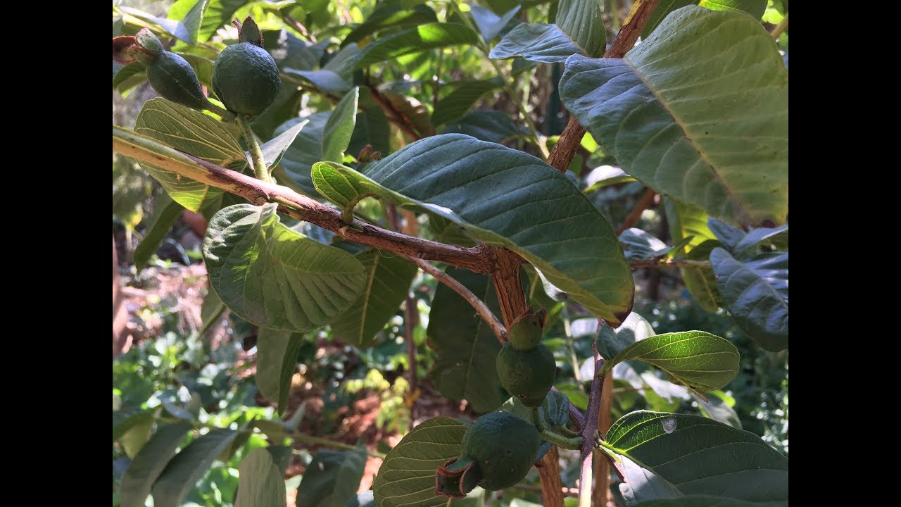 TRANSPLANT a GUAVA TREE into a CONTAINER - YouTube
