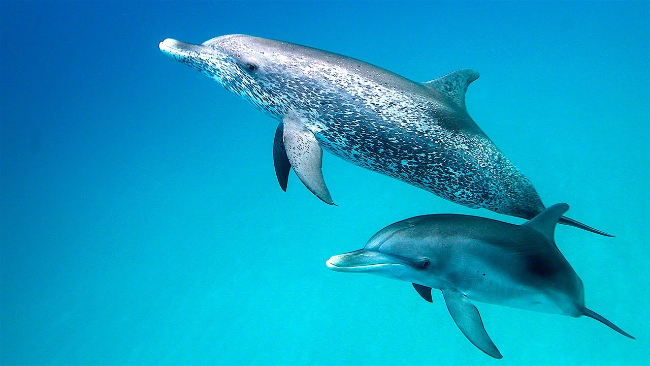 Dolphin Tales 5/2016 - All Is Welcome Here - The Beauty of Swimming ...