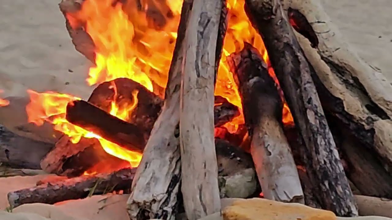 Eating SEA ROACH?? 🪳🪳🪳 Most Jamaican don't know you can eat that! - YouTube