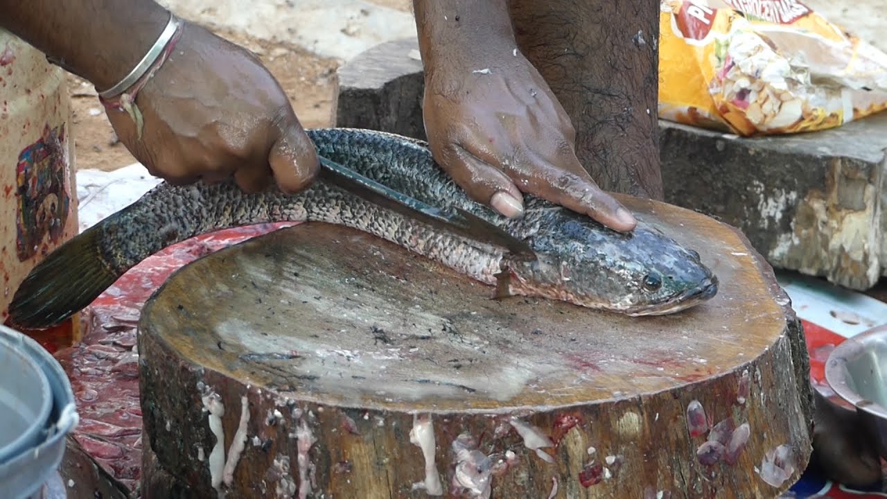 Big Koramenu Fish Skinning And Chopping | Fastest Fish Cutting Skills ...
