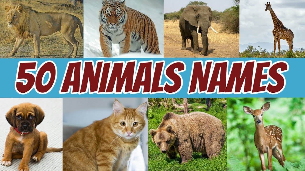 50 Animal Names - Learn Animal Names -A to Z Kids TV - YouTube