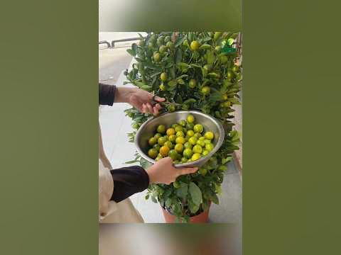 panen jeruk santang madu dalam pot - YouTube