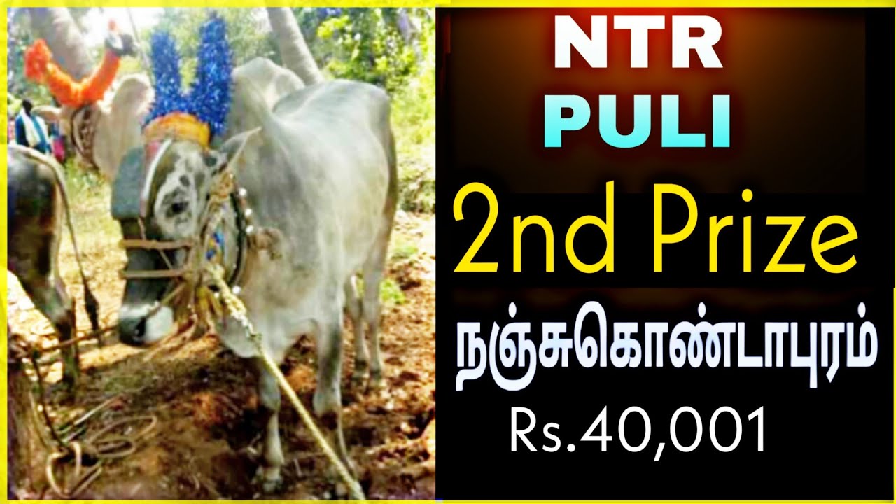NTR Puli Won 2nd Price In Nanjukondapuram | Rs. 40,000 | Maadu Vidum ...