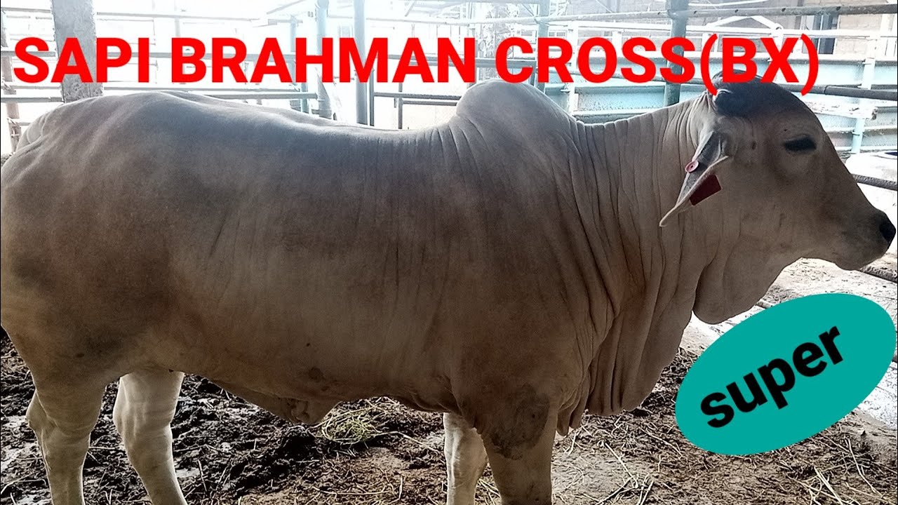 SAPI BRAHMAN CROSS‼️BX - YouTube