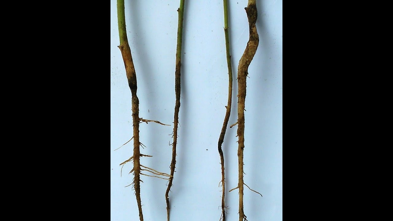 ग्वार का उखेड़ा/जड़ गलन रोग (5)#Root rot#Guar by Dr R K Saini - YouTube