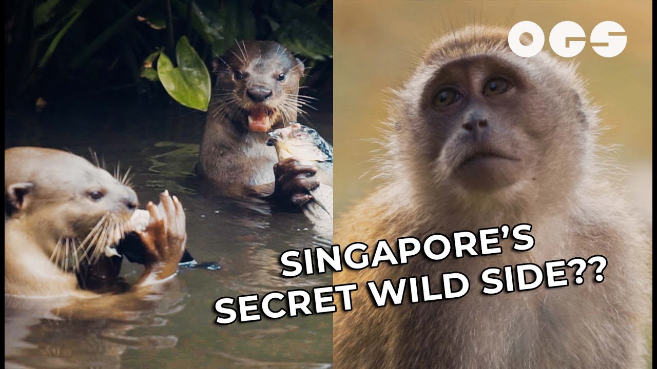 Catching Monkeys, Otters and Other Animals in Singapore's Backyard ...