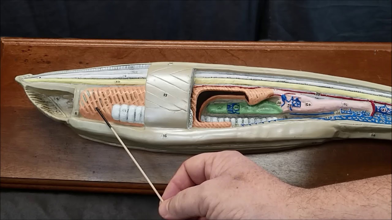 Amphioxus model - YouTube