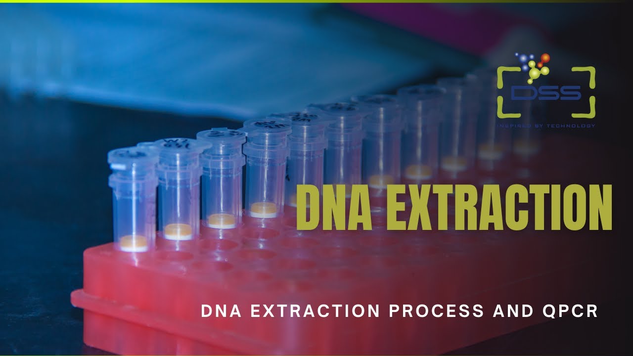 DNA Extraction Process | Polymerase Chain Reaction | QPCR | DSS ...