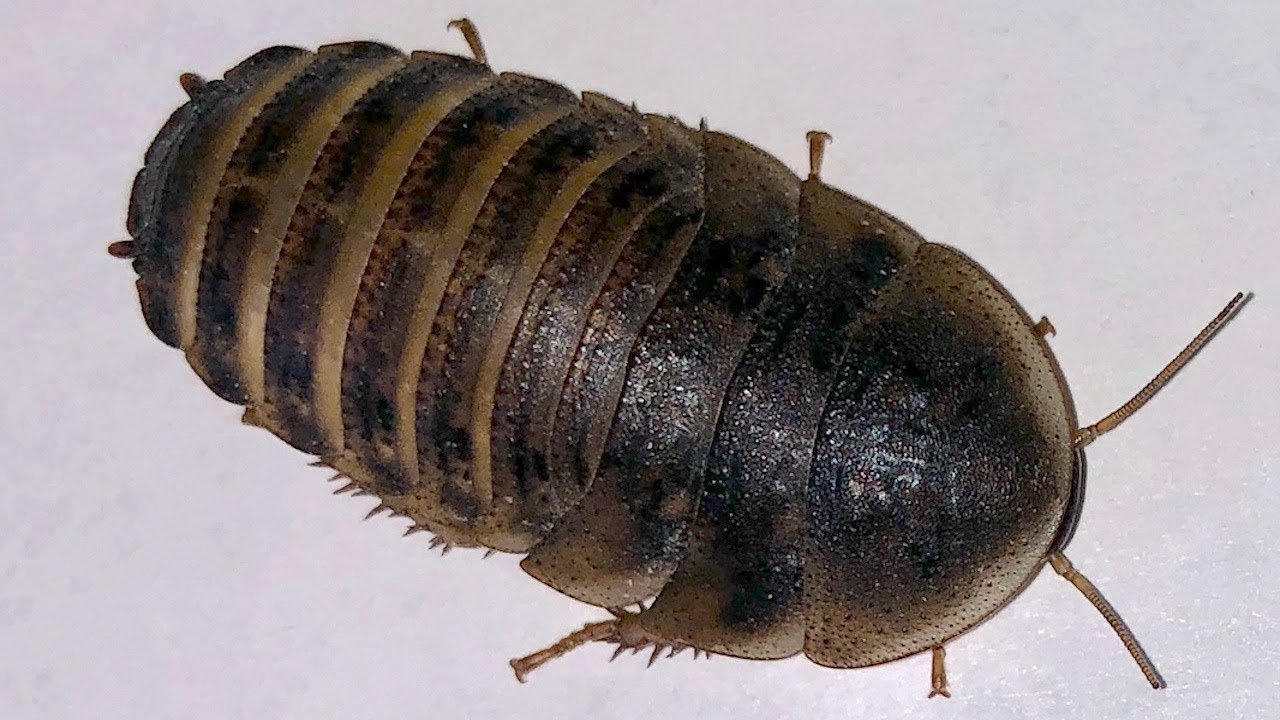 How to tell a male from female Dubia Roach just by looking - YouTube